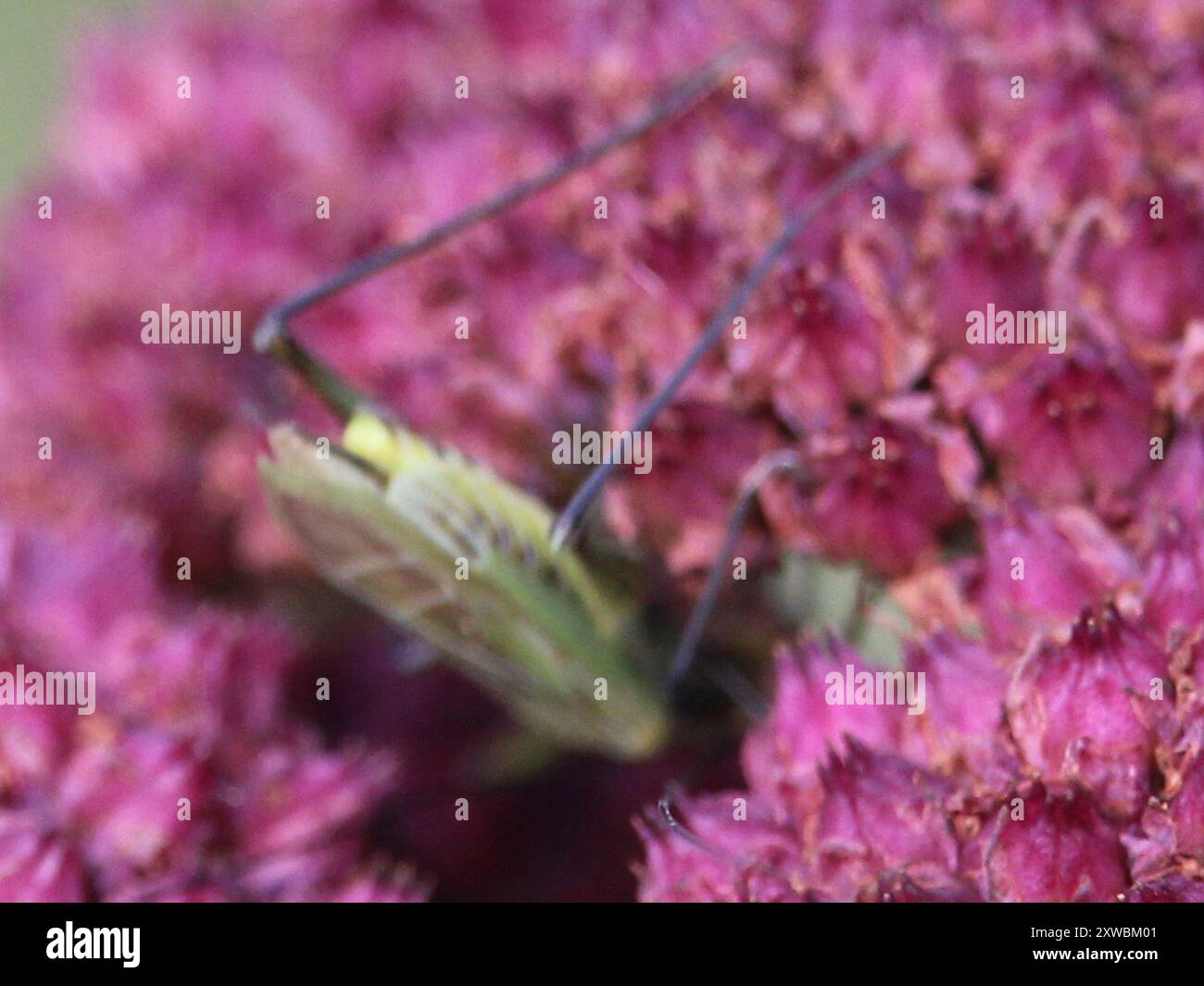 Black-horned Tree Cricket (Oecanthus nigricornis) Insecta Stock Photo ...