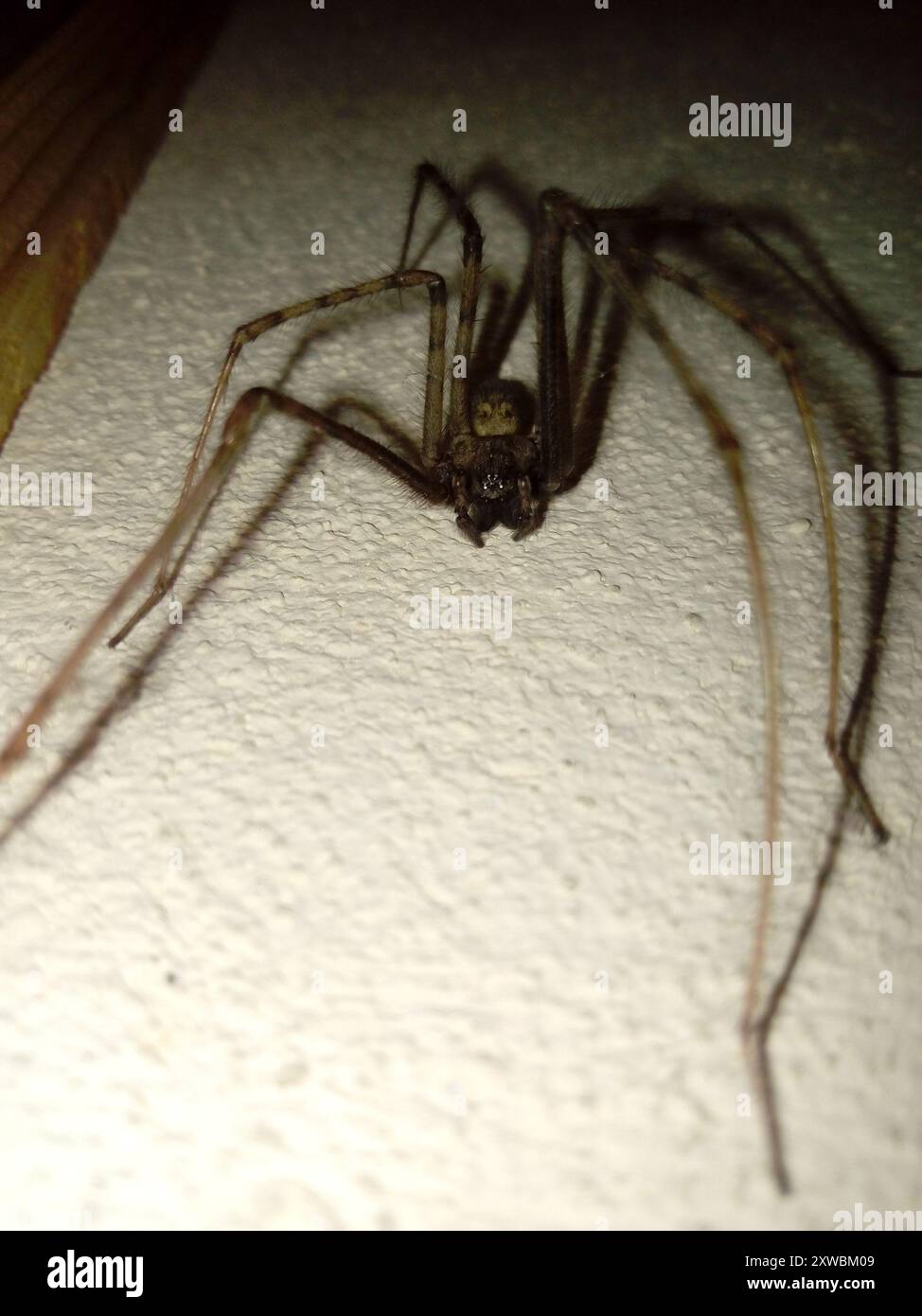 Cardinal Spider (Tegenaria parietina) Arachnida Stock Photo - Alamy