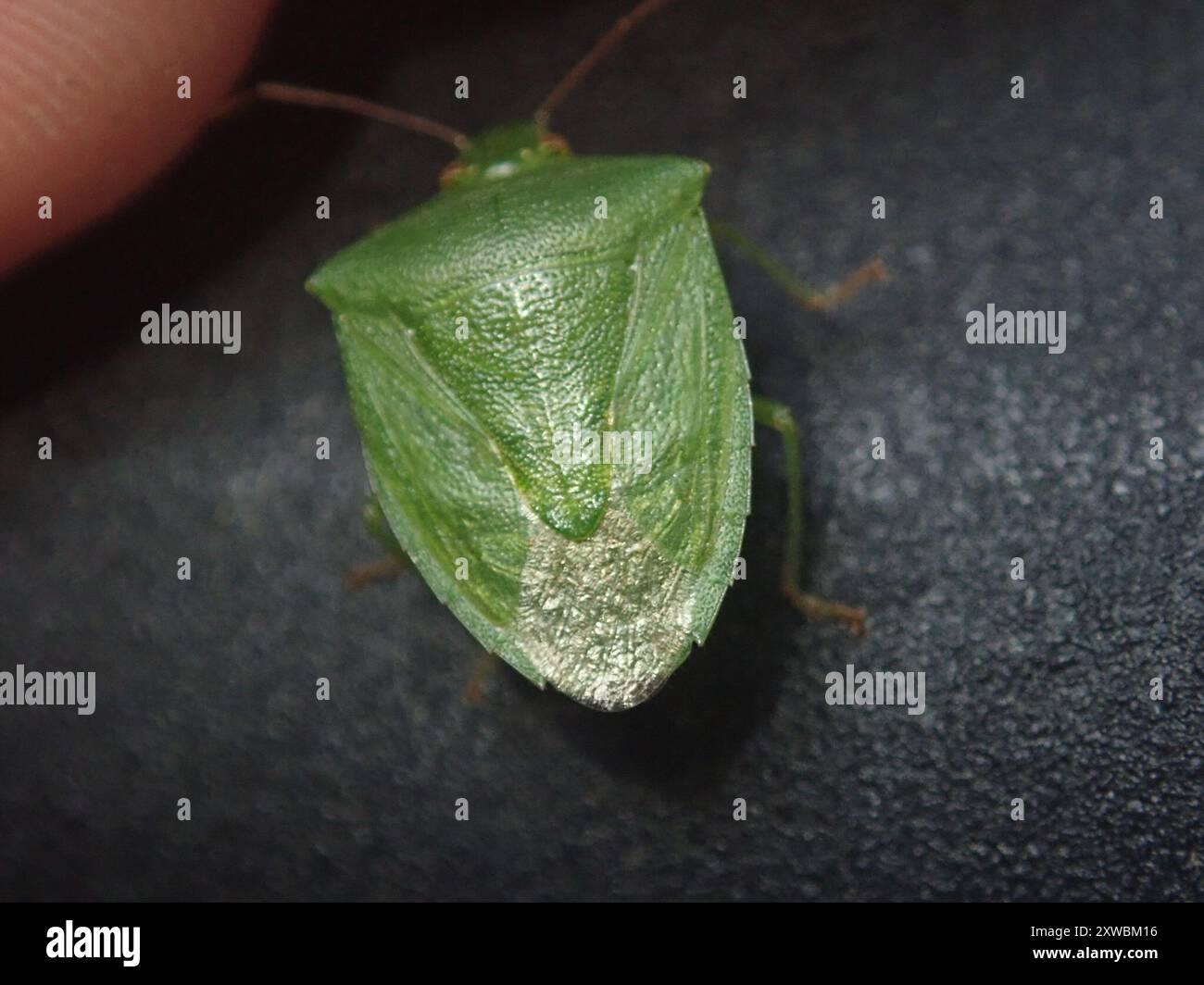 Green potato bug (Cuspicona simplex) Insecta Stock Photo - Alamy