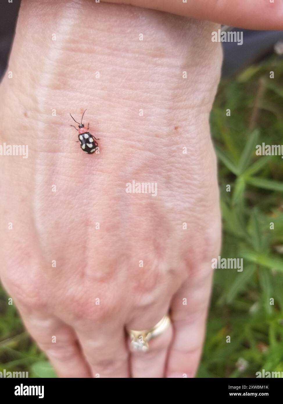 Eight-spotted Flea Beetle (Omophoita cyanipennis) Insecta Stock Photo ...