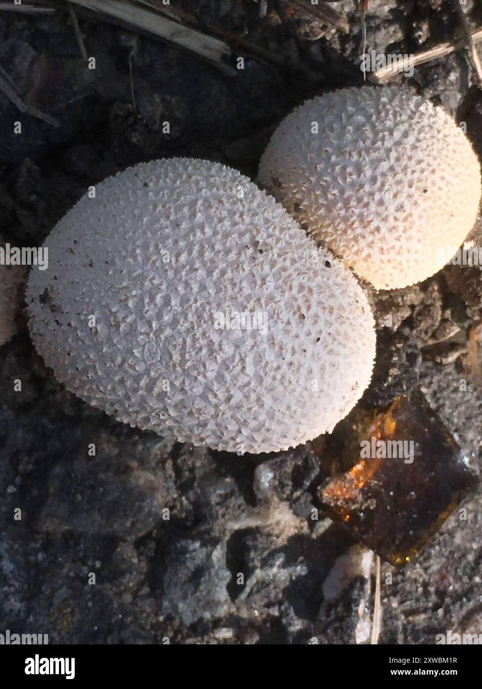 Peeling Puffball (Lycoperdon marginatum) Fungi Stock Photo - Alamy