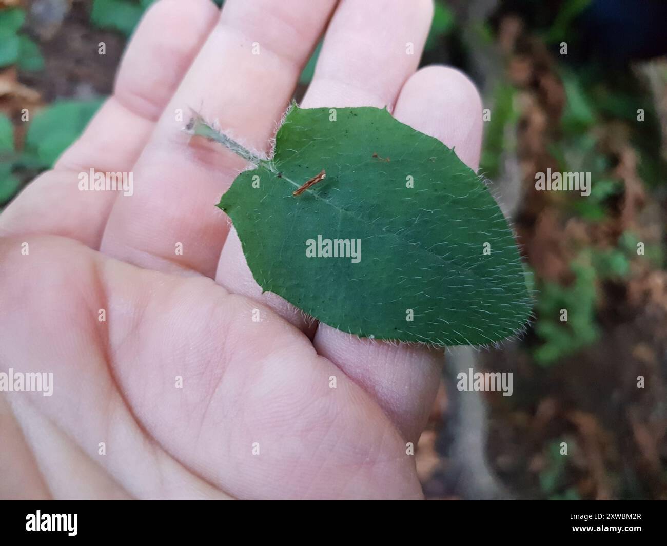 Wall hawkweed (Hieracium murorum) Plantae Stock Photo - Alamy