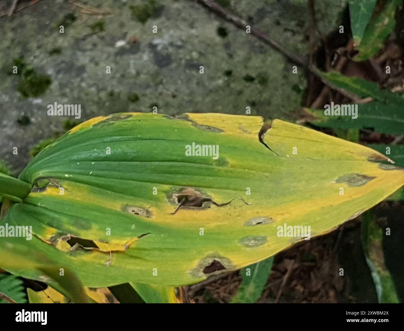 white twisted-stalk (Streptopus amplexifolius) Plantae Stock Photo - Alamy