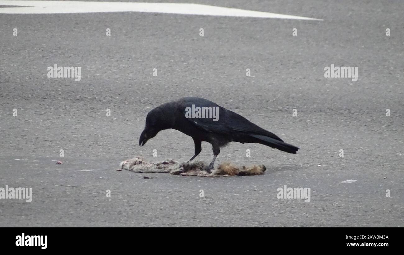 Large-billed Crow (Corvus macrorhynchos) Aves Stock Photo - Alamy