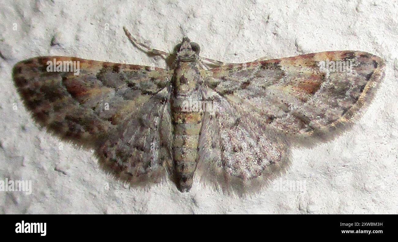 Geometer Moths (Geometridae) Insecta Stock Photo - Alamy