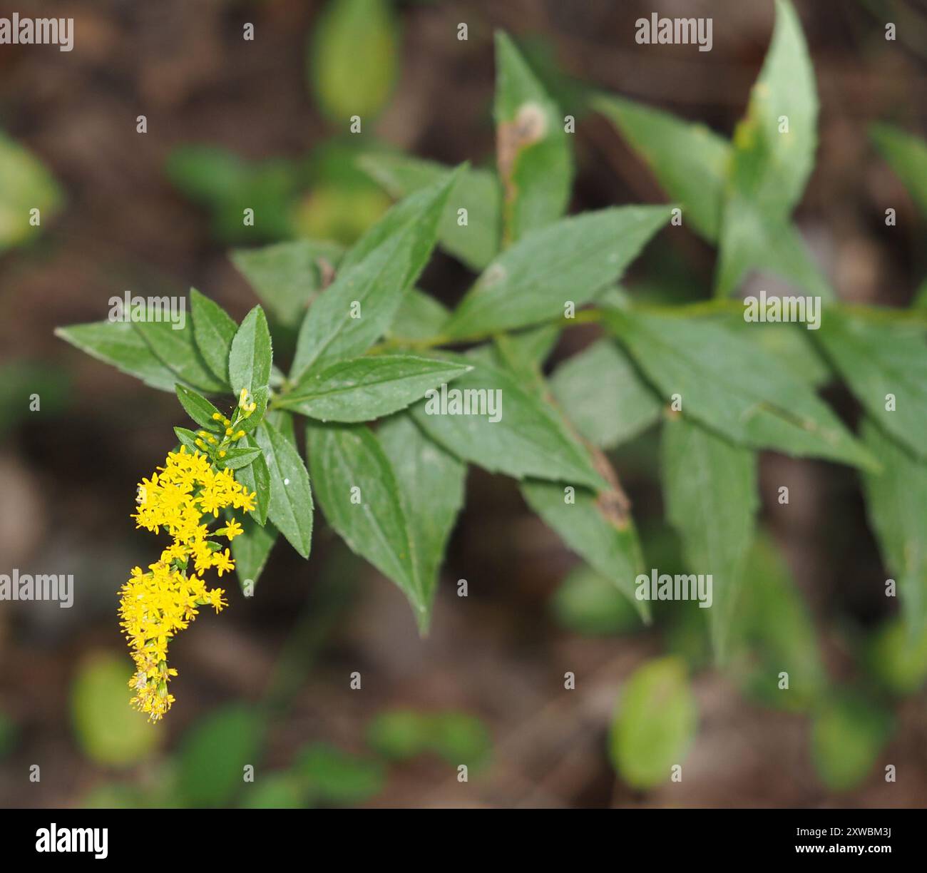 common wrinkle-leaved goldenrod (Solidago rugosa) Plantae Stock Photo ...