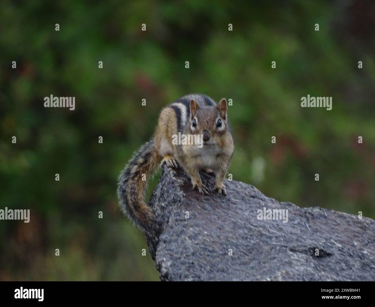 Eastern Chipmunk (Tamias striatus) Mammalia Stock Photo - Alamy
