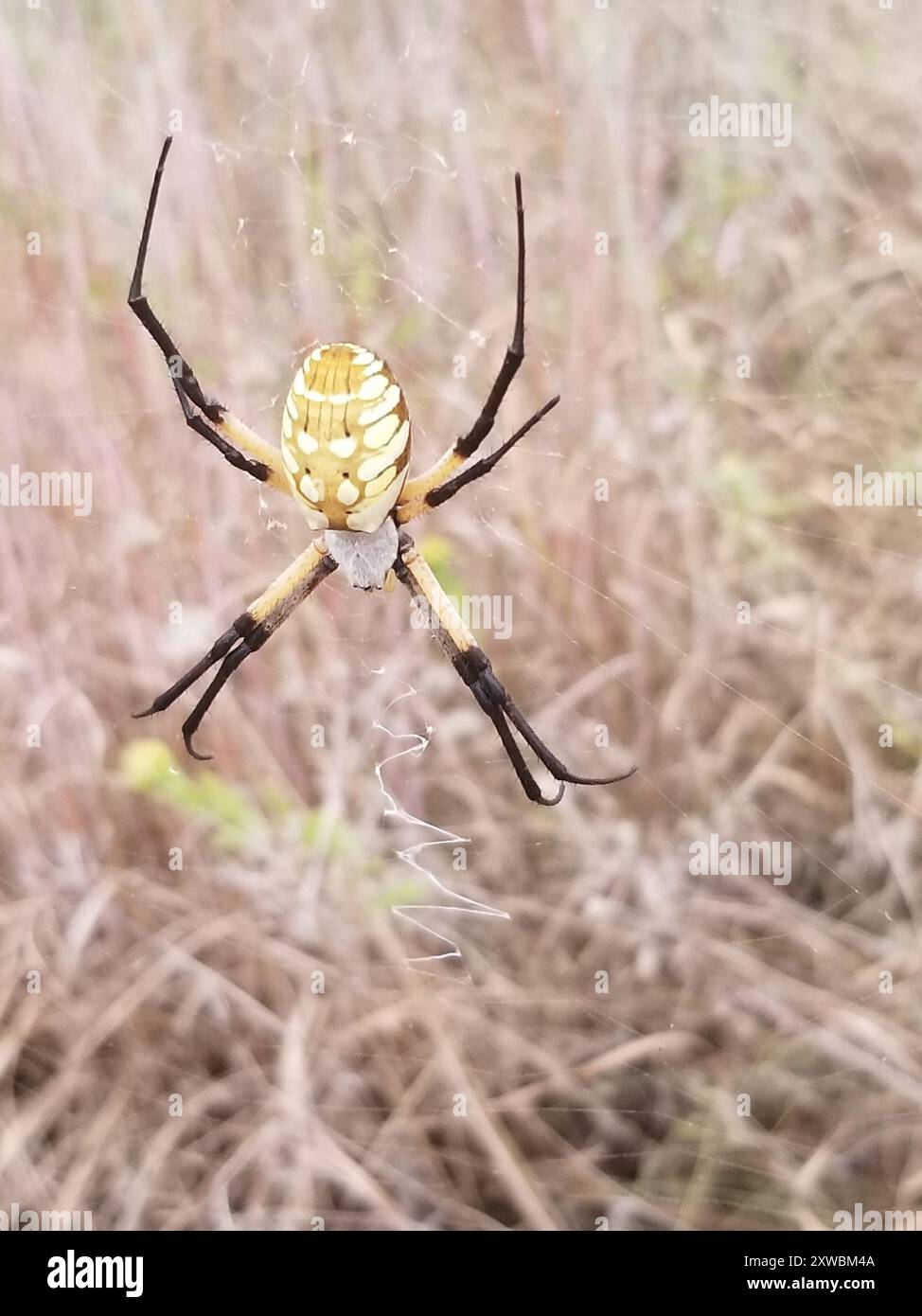 Yellow Garden Spider (Argiope aurantia) Arachnida Stock Photo - Alamy
