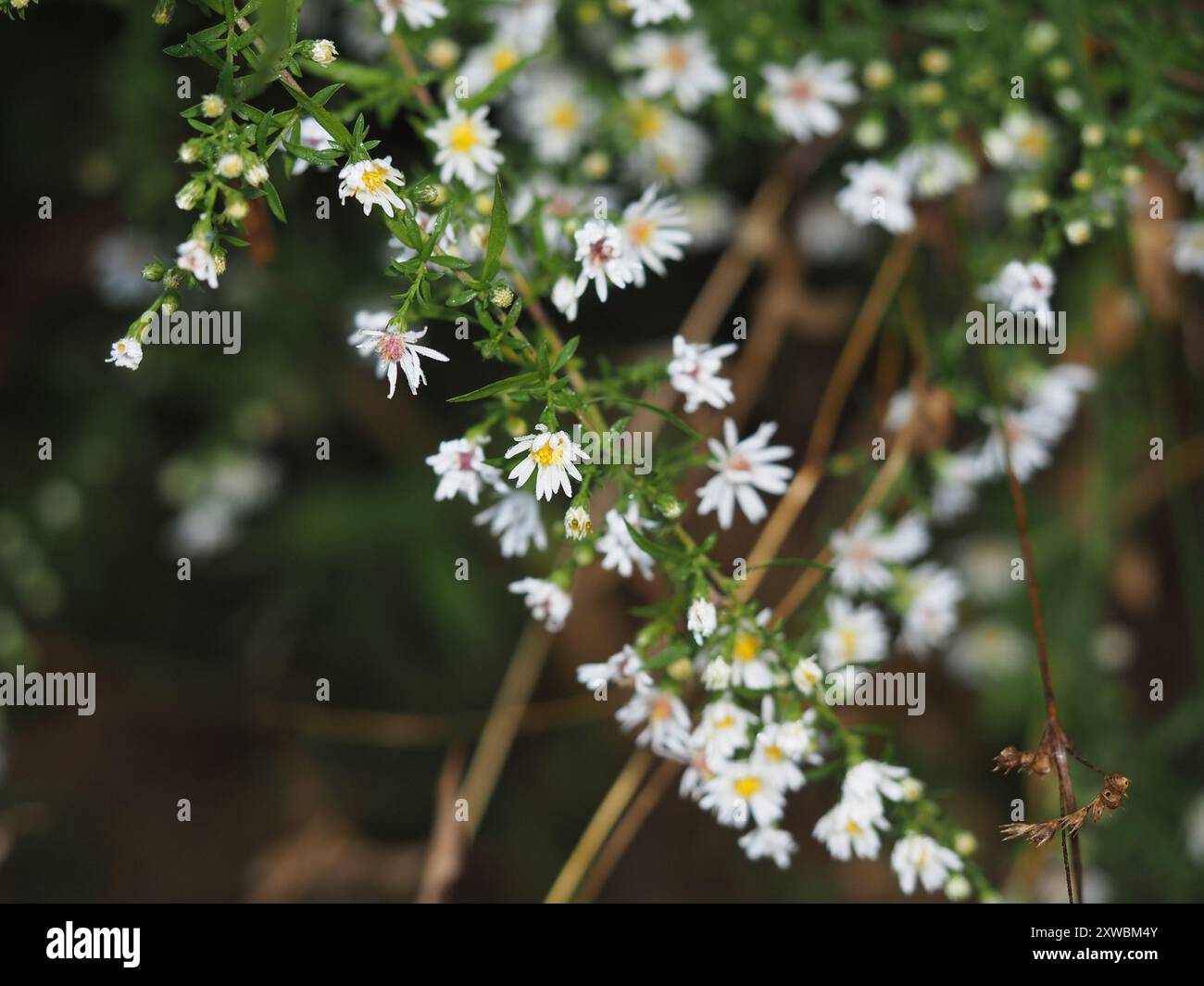 American asters (Symphyotrichum) Plantae Stock Photo - Alamy