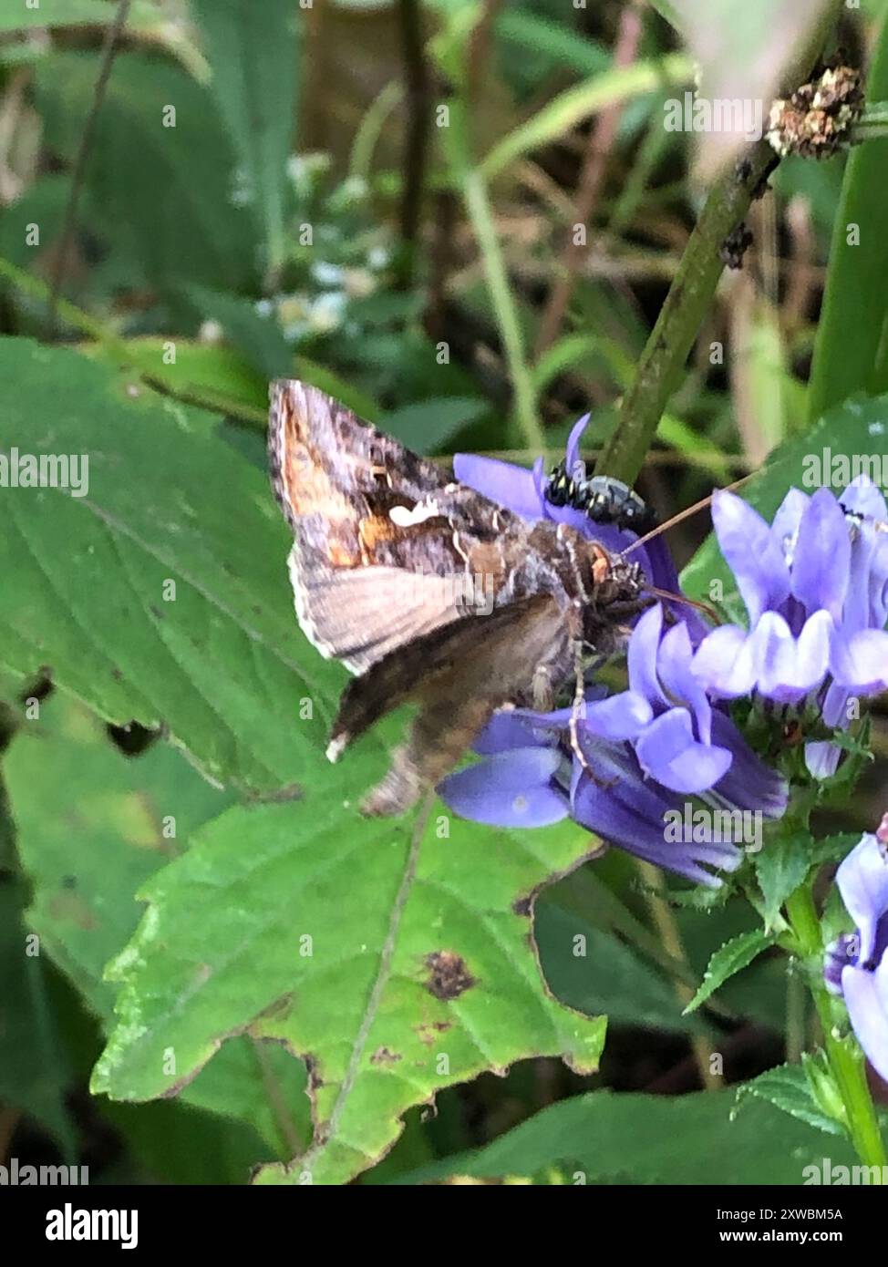 Common Looper Moth (Autographa precationis) Insecta Stock Photo - Alamy