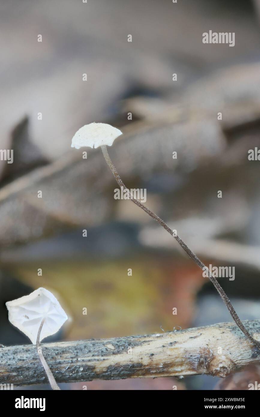 leaf parachute (Owingsia umbellifera) Fungi Stock Photo - Alamy