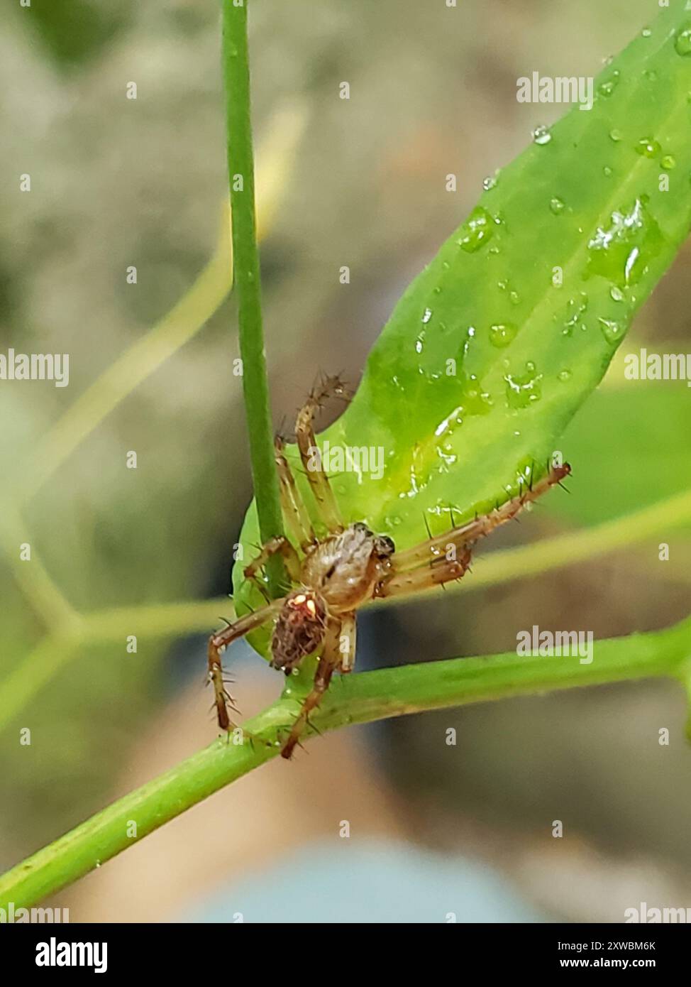Arabesque Orbweaver (Neoscona arabesca) Arachnida Stock Photo - Alamy