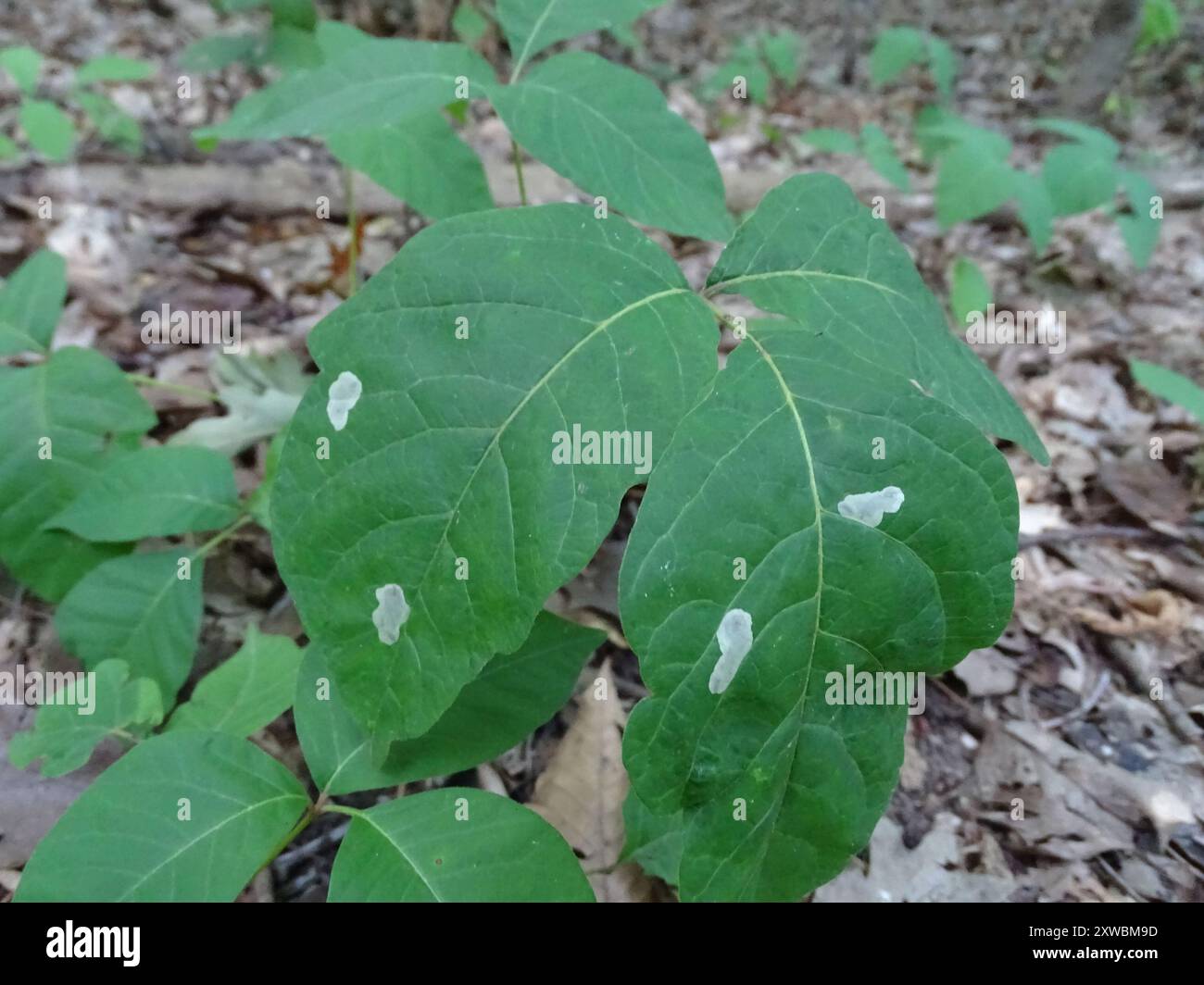 Poison Ivy Leaf-miner Moth (Cameraria guttifinitella) Insecta Stock ...