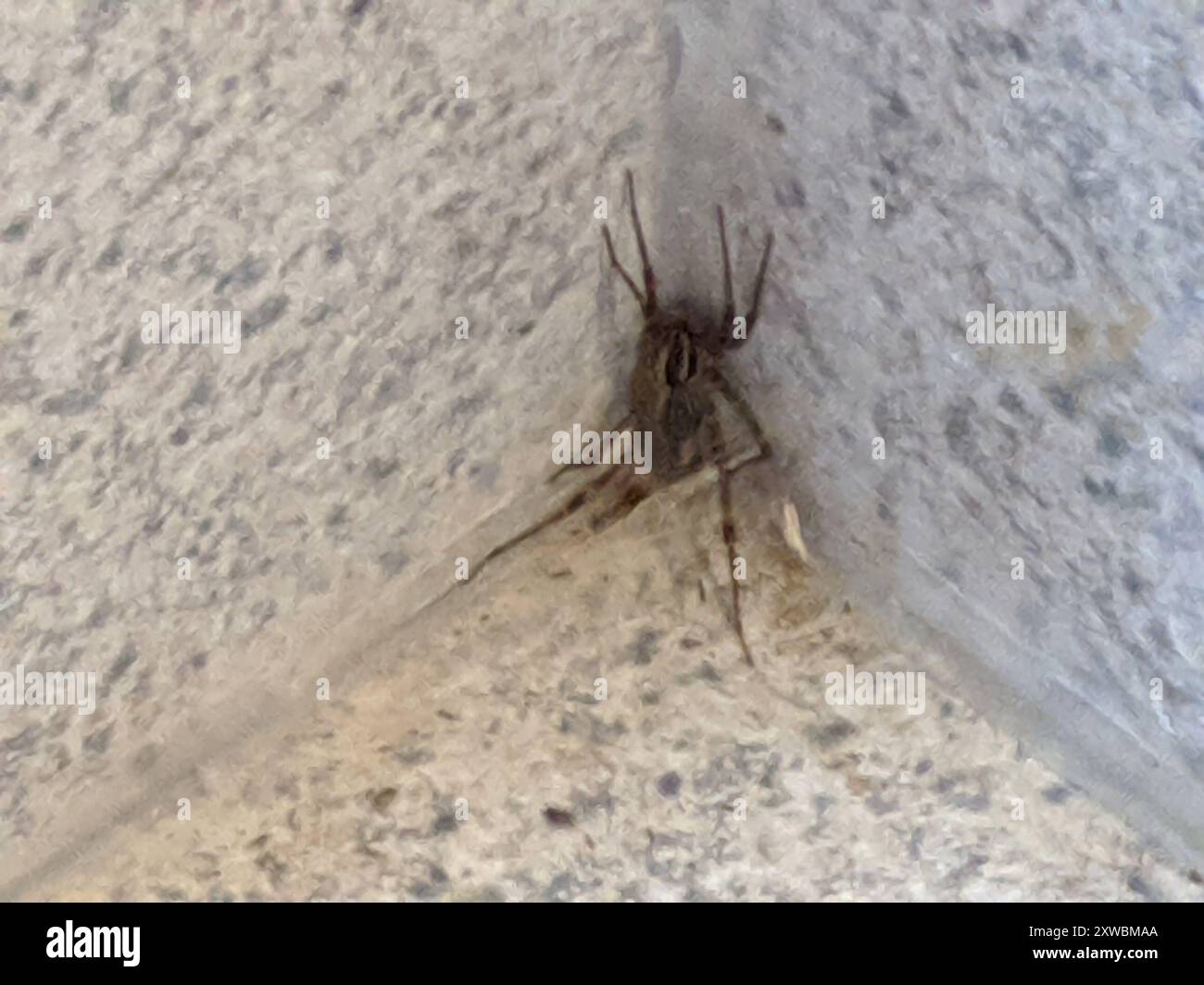 Grass Spiders (Agelenopsis) Arachnida Stock Photo - Alamy