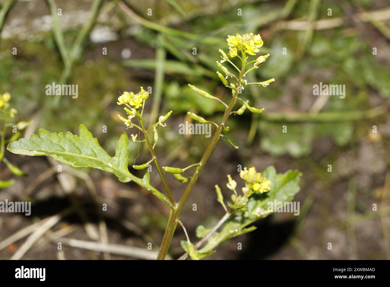 Bog Yellowcress (Rorippa palustris) Plantae Stock Photo - Alamy