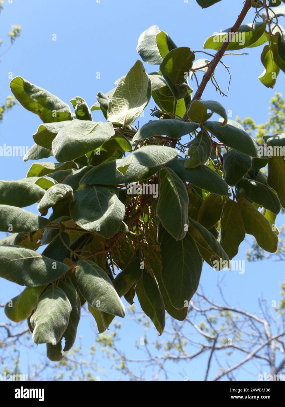 Velvet Bushwillow (Combretum molle) Plantae Stock Photo - Alamy