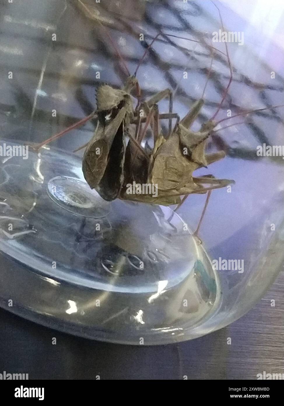 North American Wheel Bug (Arilus cristatus) Insecta Stock Photo - Alamy