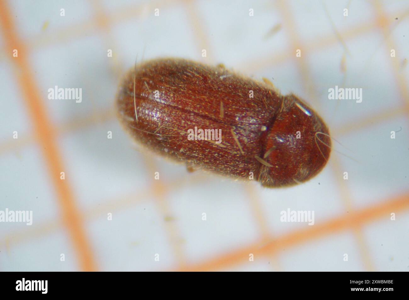 Drugstore Beetle (Stegobium paniceum) Insecta Stock Photo - Alamy