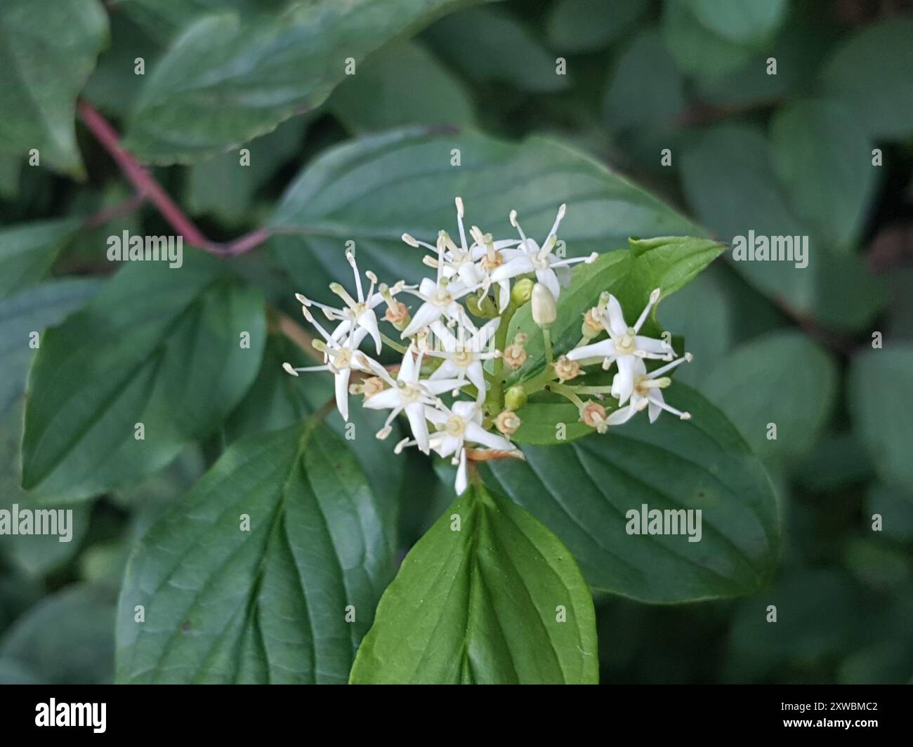 common dogwood (Cornus sanguinea) Plantae Stock Photo - Alamy