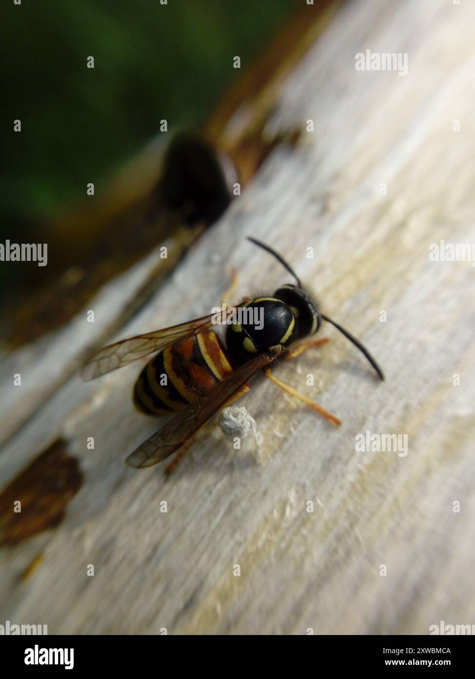 Red-banded Yellowjacket (Vespula rufa) Insecta Stock Photo - Alamy