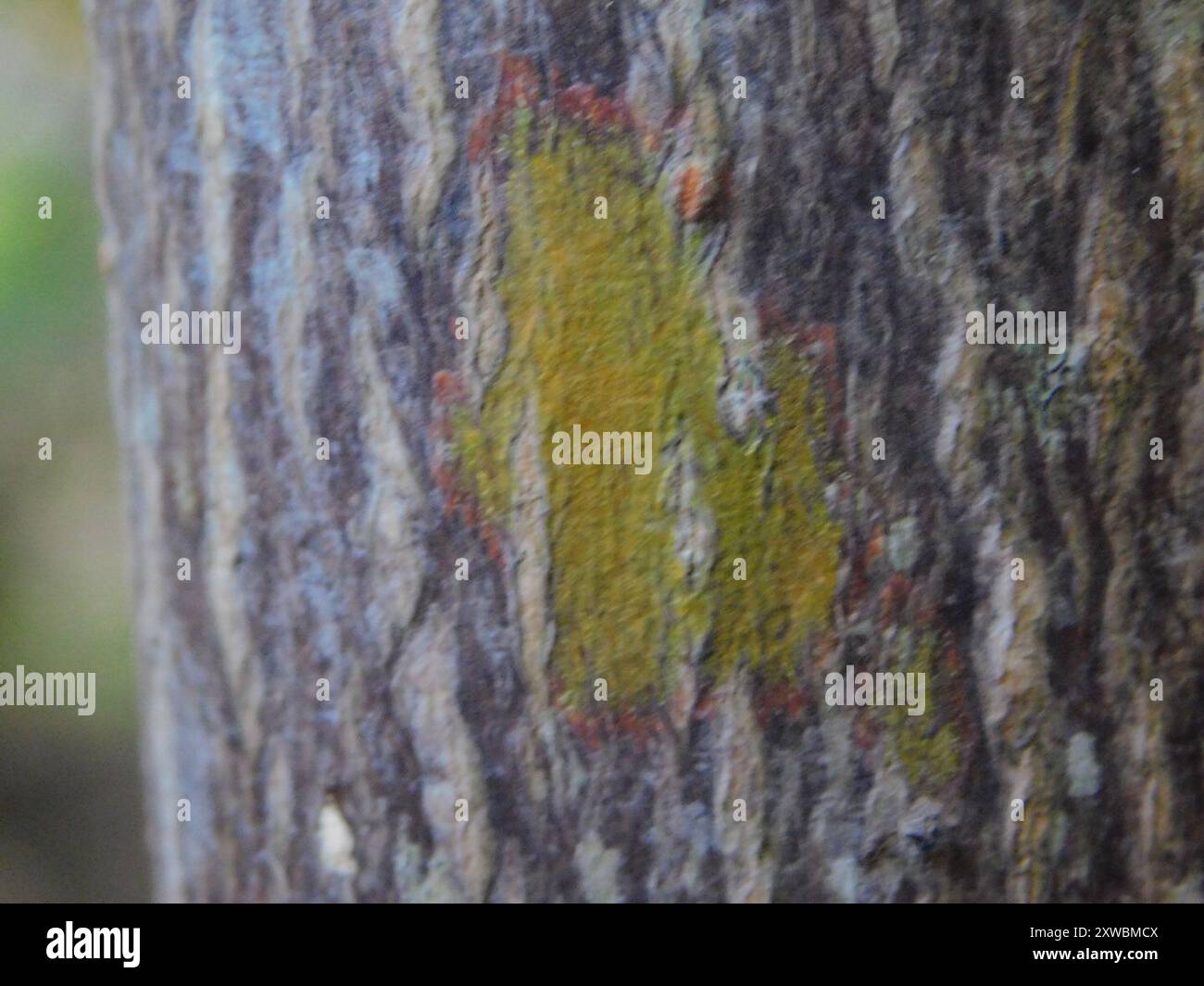 Rash Lichens (Pyrenula) Fungi Stock Photo - Alamy