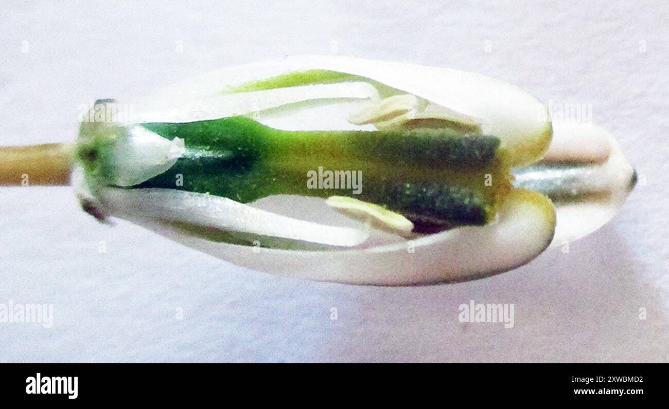 Thick Slime-lily (Albuca setosa) Plantae Stock Photo - Alamy