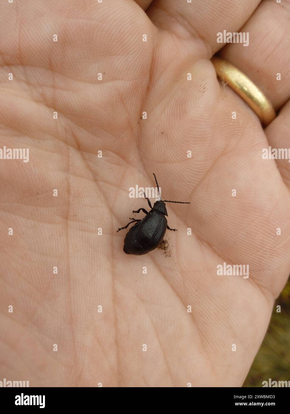 black-punctured leaf beetle (Galeruca tanaceti) Insecta Stock Photo - Alamy