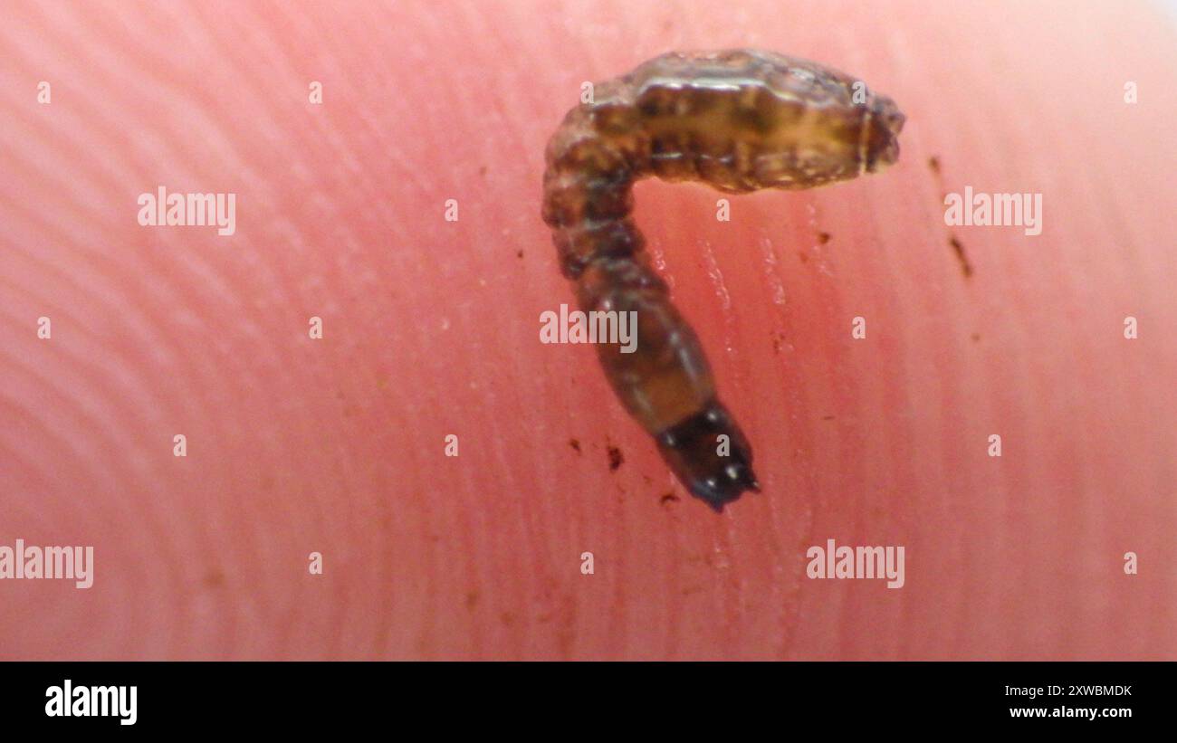 Black Flies (Simuliidae) Insecta Stock Photo - Alamy