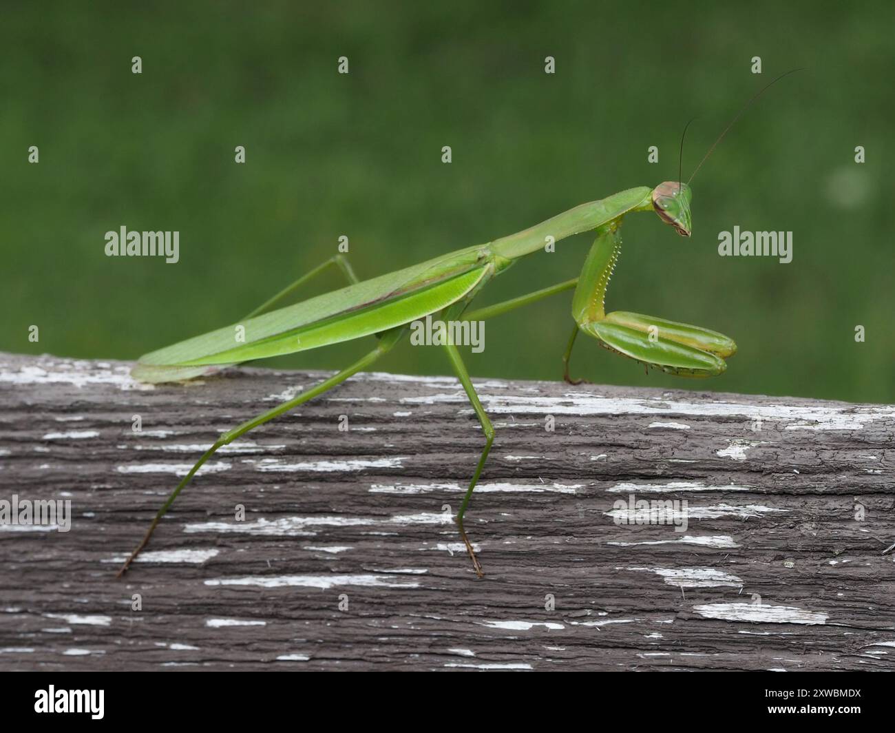 Chinese Mantis (Tenodera sinensis) Insecta Stock Photo - Alamy