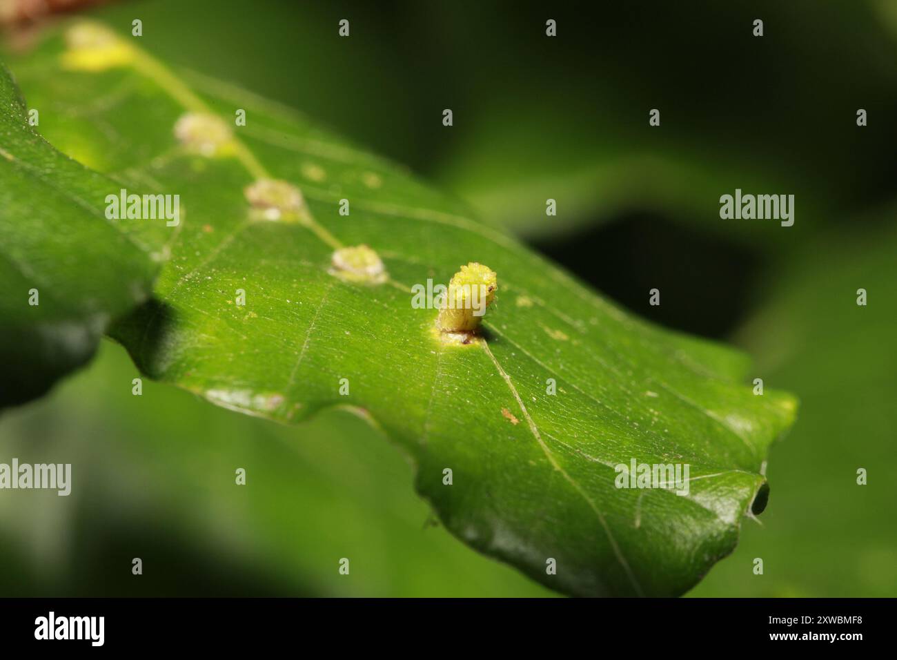 Hairy Beech Gall (Hartigiola annulipes) Insecta Stock Photo - Alamy