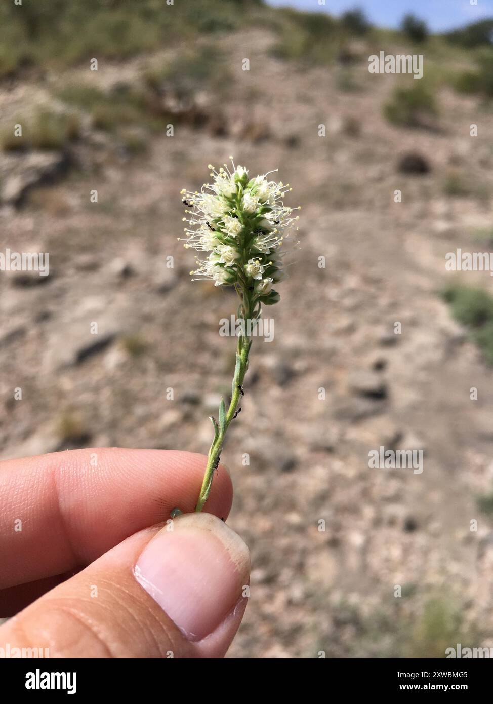 mat rock spiraea (Petrophytum caespitosum) Plantae Stock Photo - Alamy