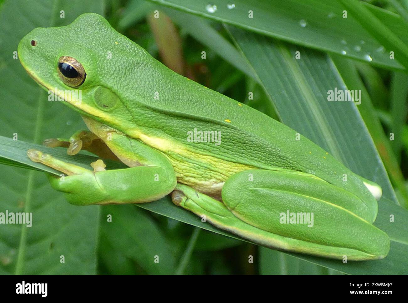 Green Treefrog (Hyla cinerea) Amphibia Stock Photo - Alamy