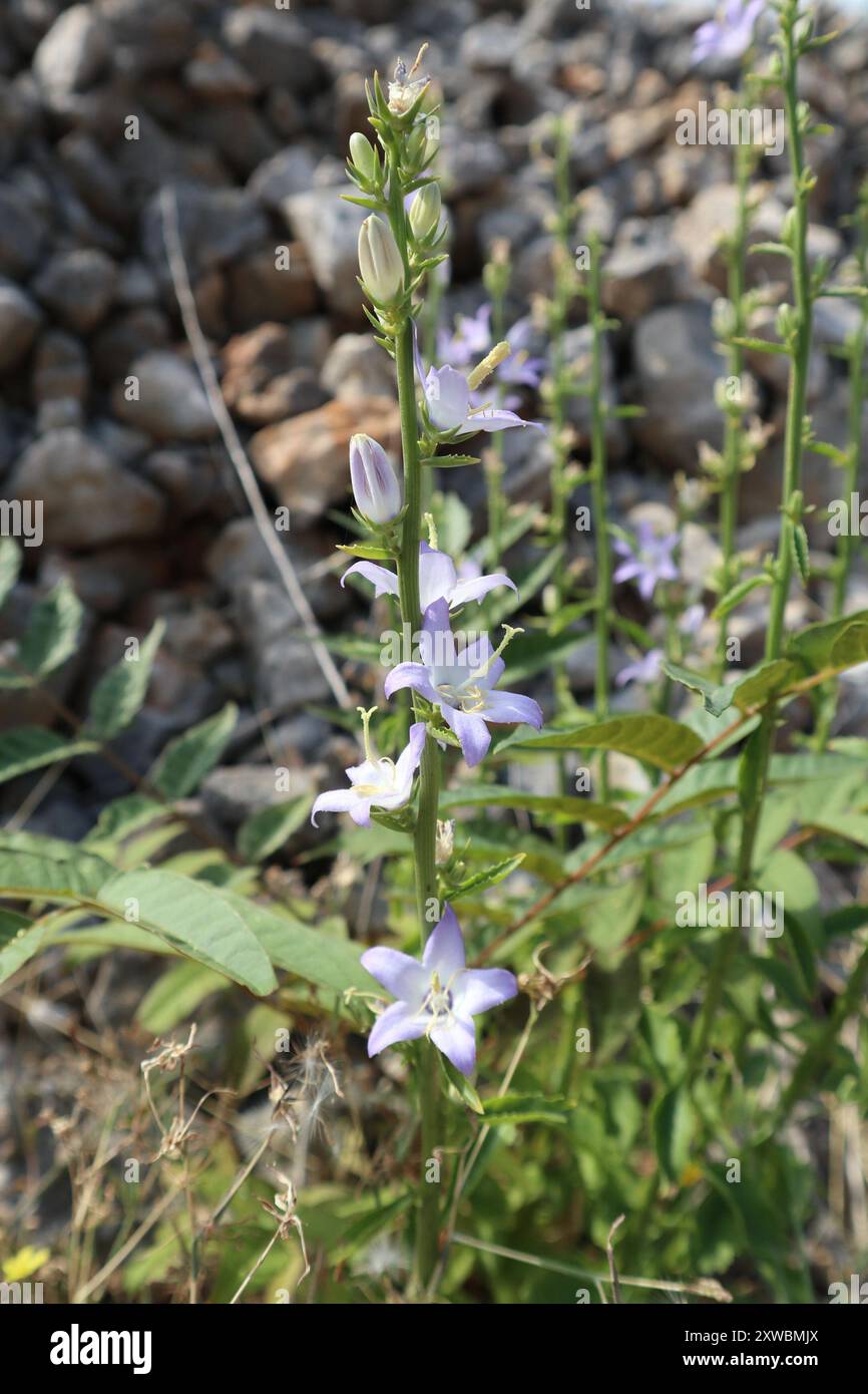 Chimney Bellflower (Campanula pyramidalis) Plantae Stock Photo - Alamy