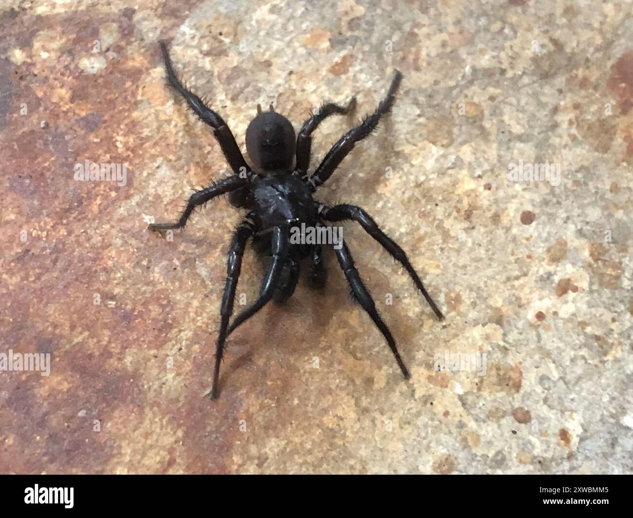 Pacific Foldingdoor Spider (Antrodiaetus pacificus) Arachnida Stock ...