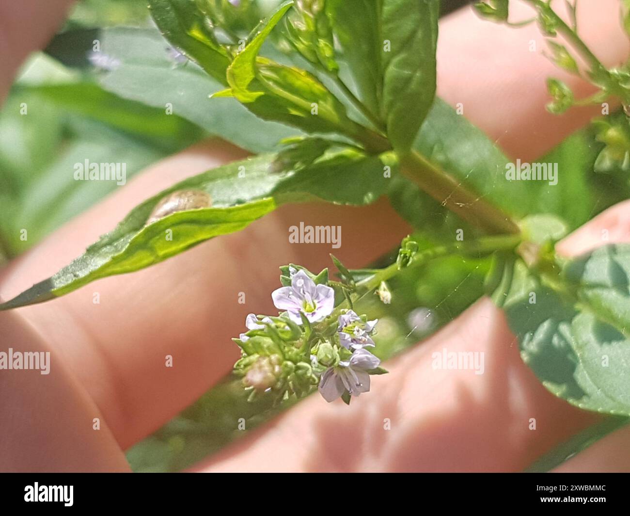 blue water-speedwell (Veronica anagallis-aquatica) Plantae Stock Photo ...