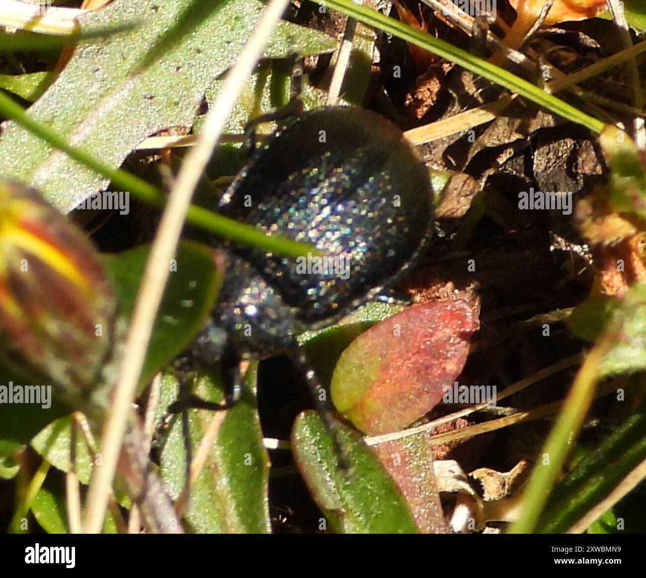 black-punctured leaf beetle (Galeruca tanaceti) Insecta Stock Photo - Alamy