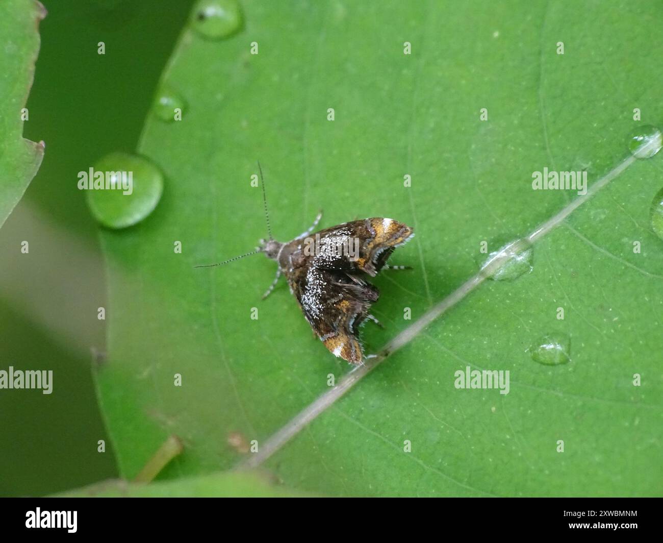 Skullcap Skeletonizer Moth (Prochoreutis inflatella) Insecta Stock ...