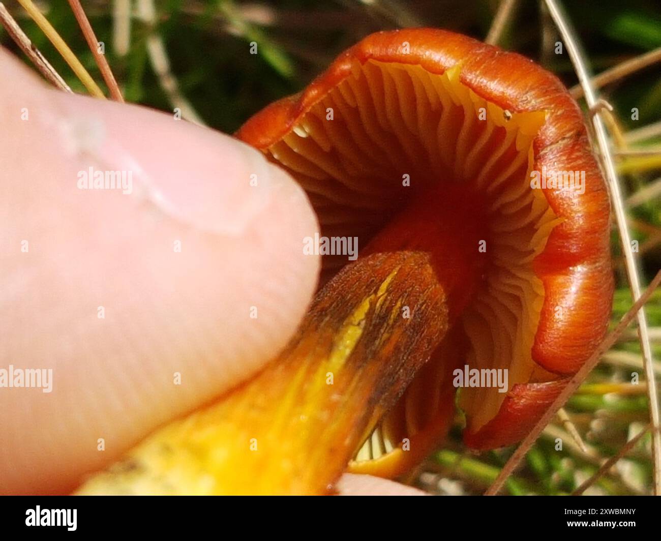 Witch's Hat (Hygrocybe conica) Fungi Stock Photo - Alamy