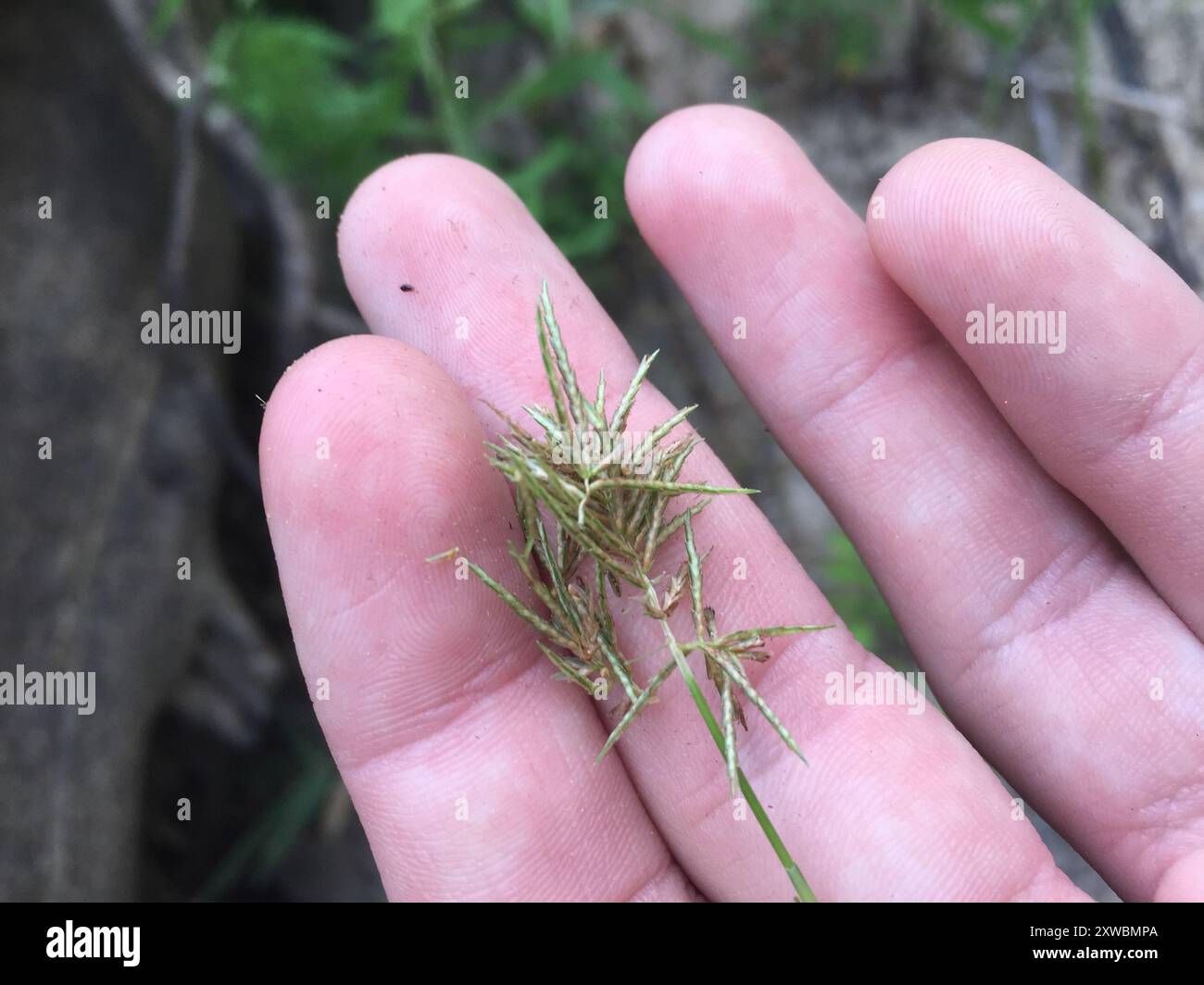 Fragrant flatsedge (Cyperus odoratus) Plantae Stock Photo - Alamy