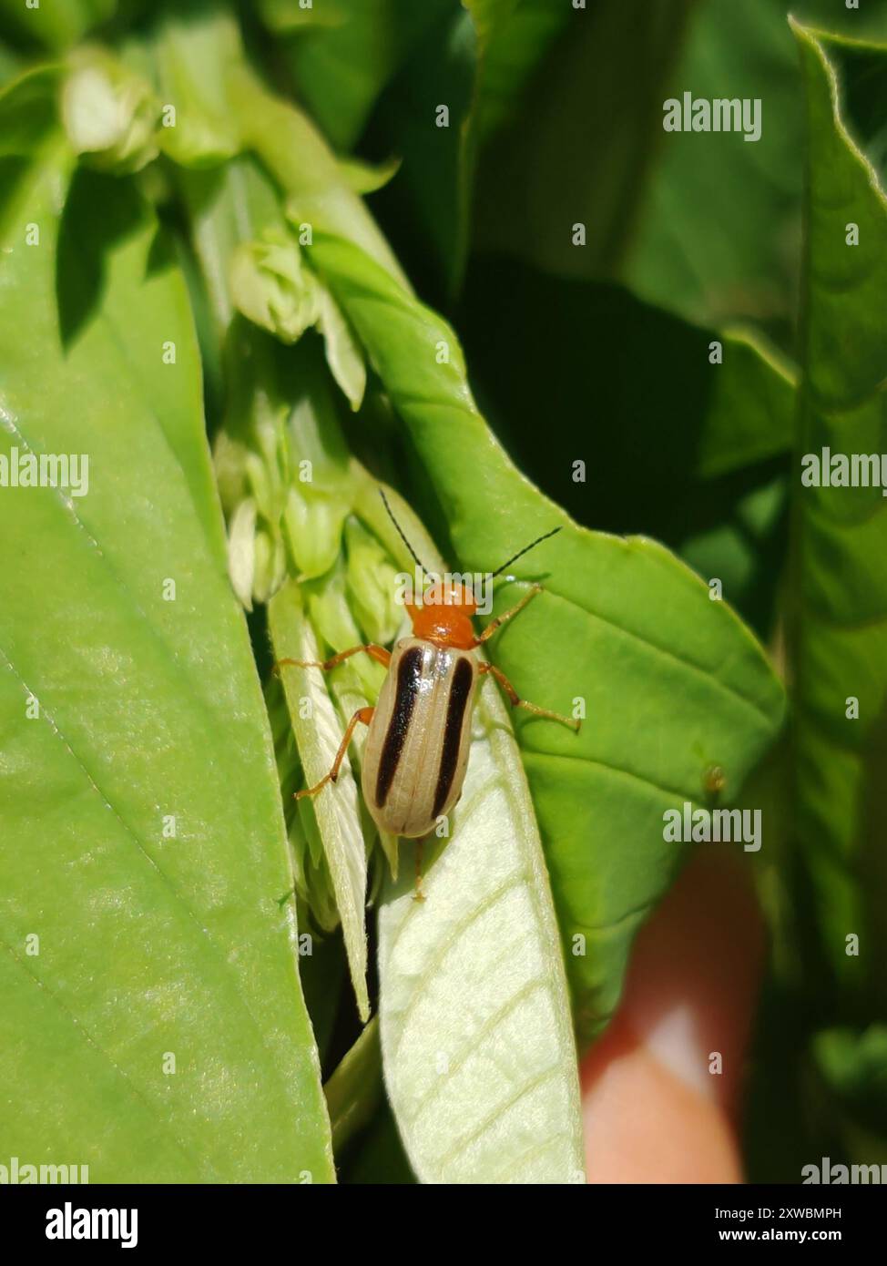 Zonitis hi-res stock photography and images - Alamy