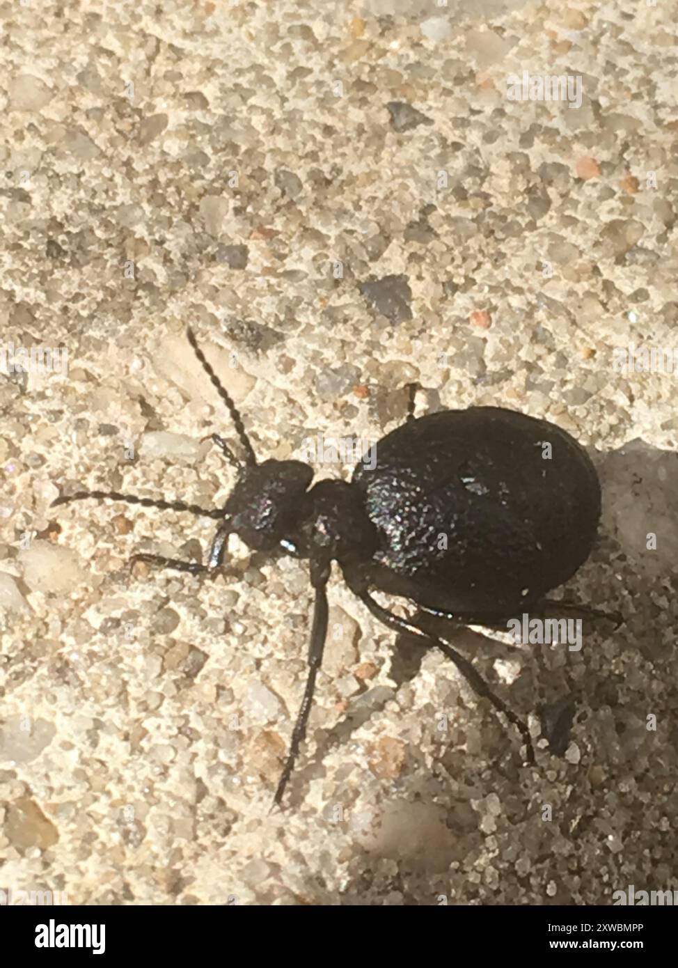 rugged oil beetle (Meloe rugosus) Insecta Stock Photo - Alamy