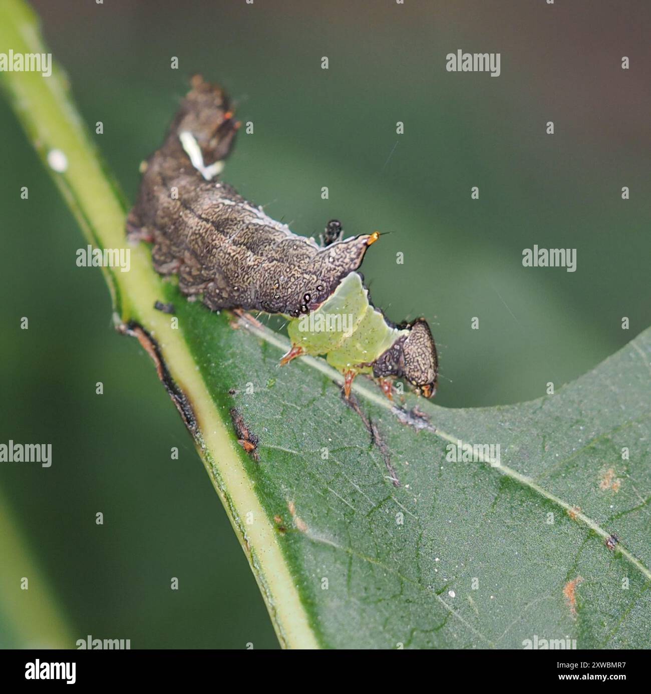 Unicorn Prominent (Coelodasys unicornis) Insecta Stock Photo - Alamy