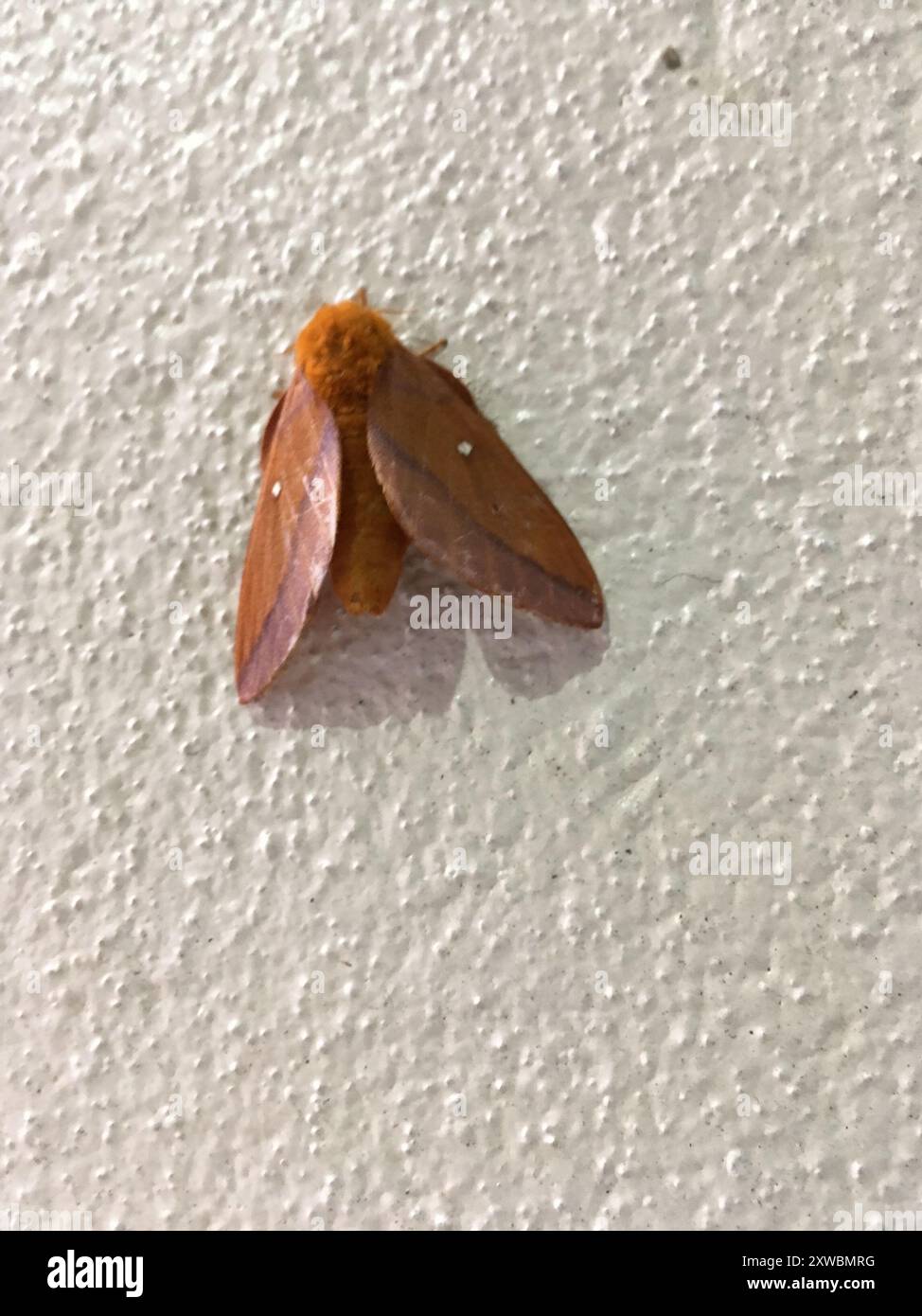 Southern Pink-striped Oakworm Moth (Anisota pellucida) Insecta Stock ...