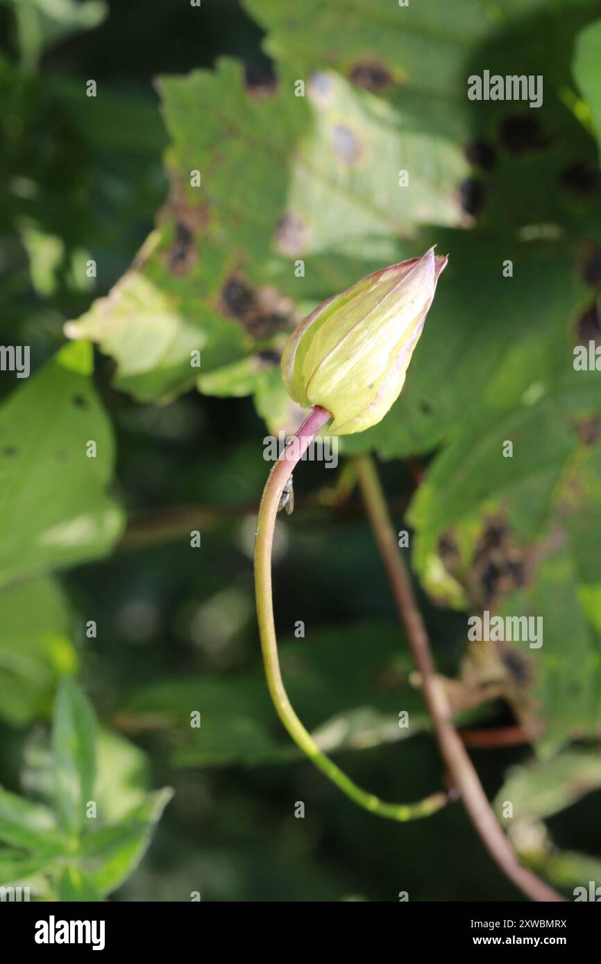 large bindweed (Calystegia silvatica) Plantae Stock Photo - Alamy
