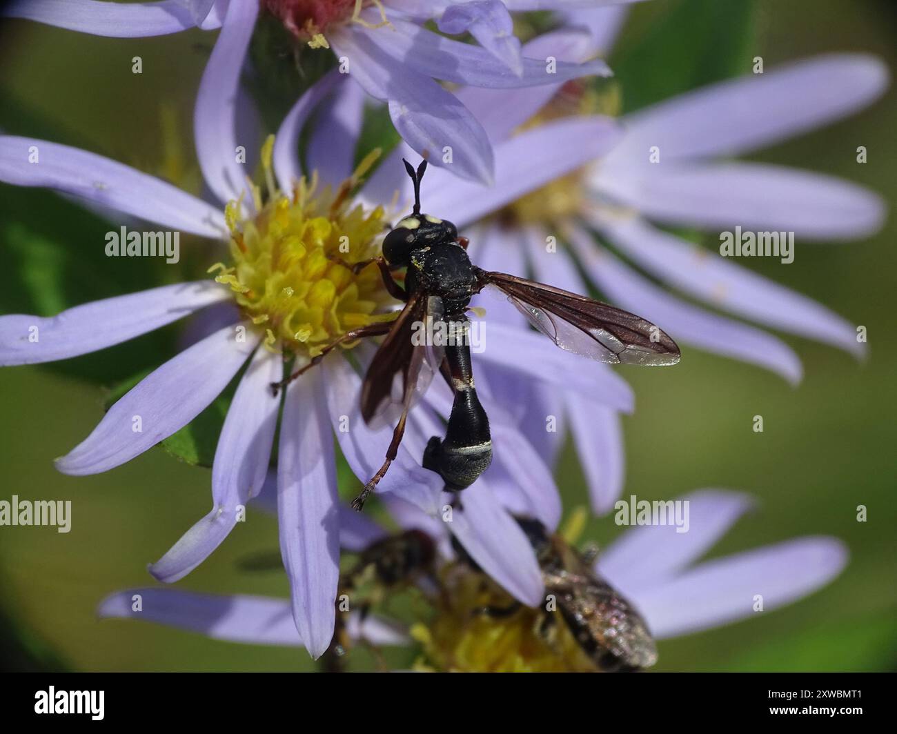 Furcillata hi-res stock photography and images - Alamy