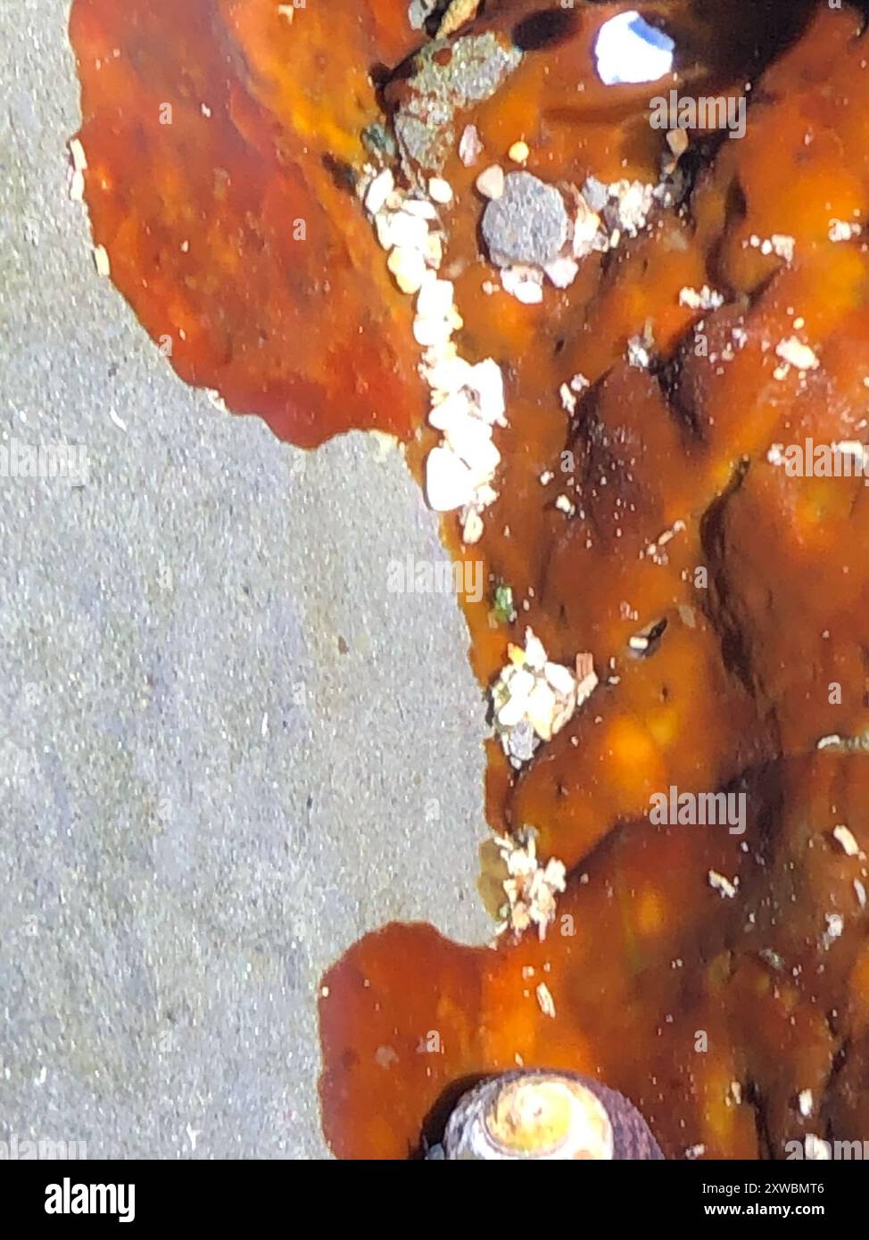 encrusting red algae (Mastocarpus) Plantae Stock Photo - Alamy