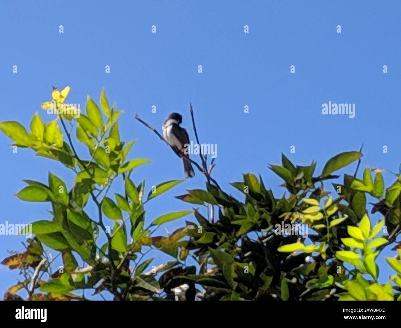 Red-whiskered Bulbul (Pycnonotus jocosus) Aves Stock Photo - Alamy