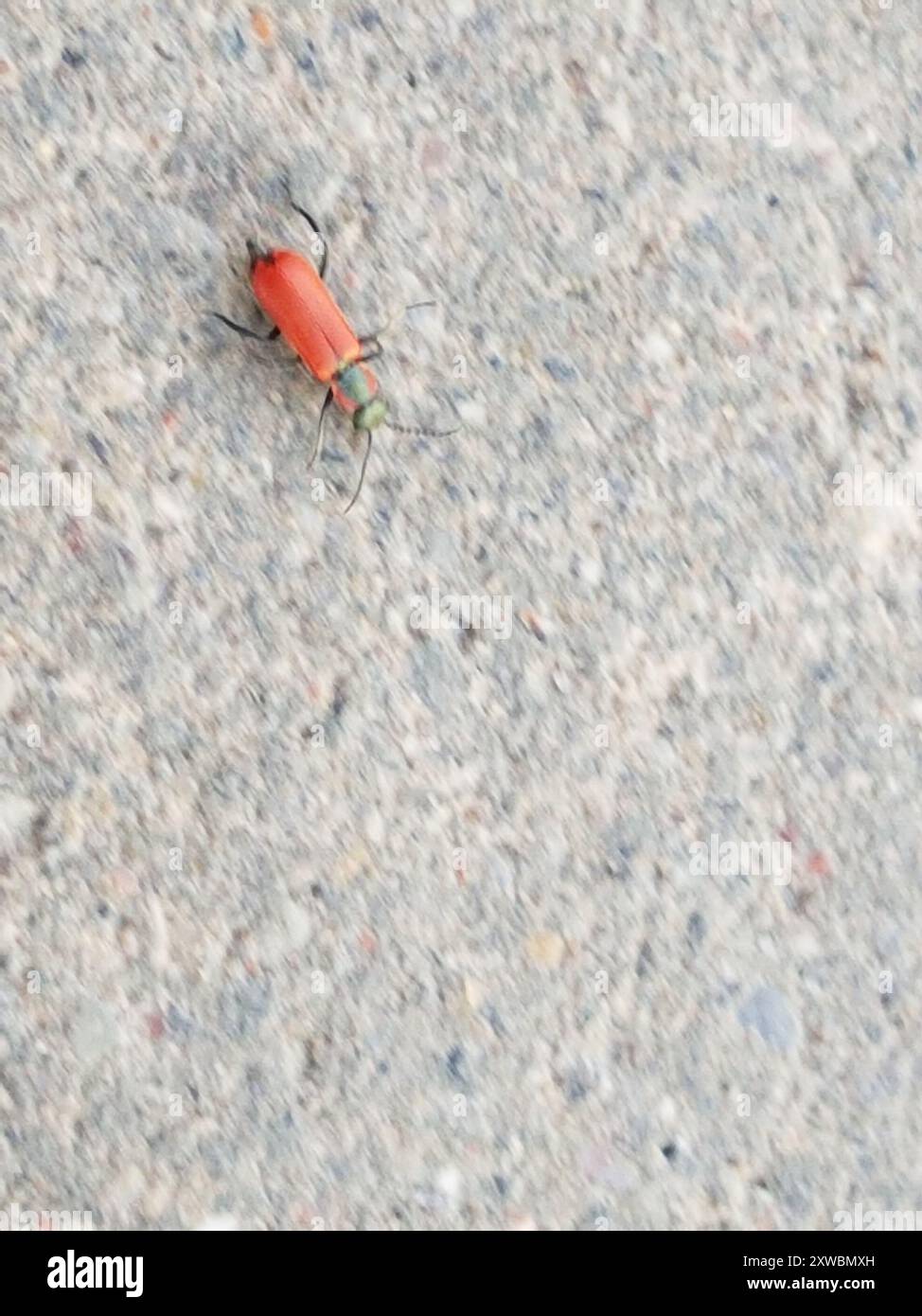 Red Malachite Beetle (Anthocomus rufus) Insecta Stock Photo - Alamy