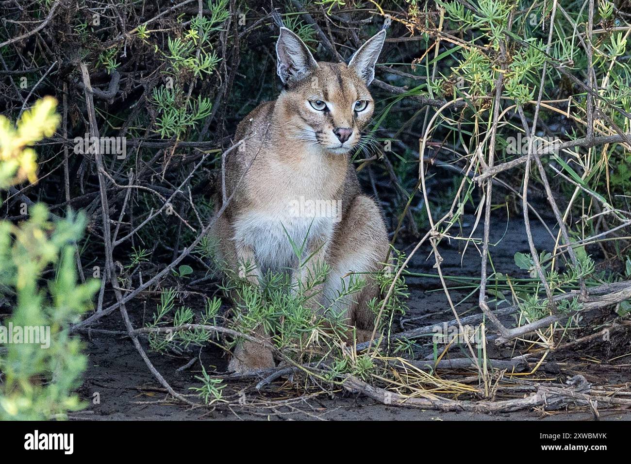 Cat in a bush hi-res stock photography and images - Alamy