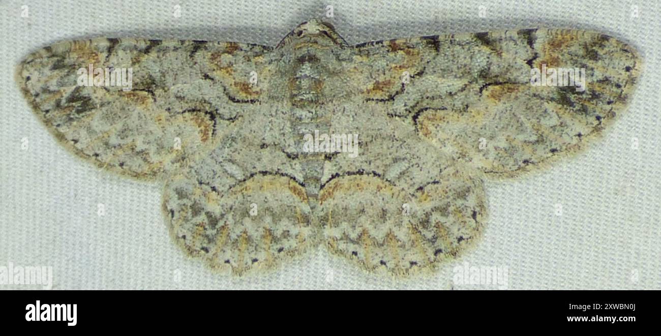 Brown-shaded Gray (Iridopsis defectaria) Insecta Stock Photo - Alamy